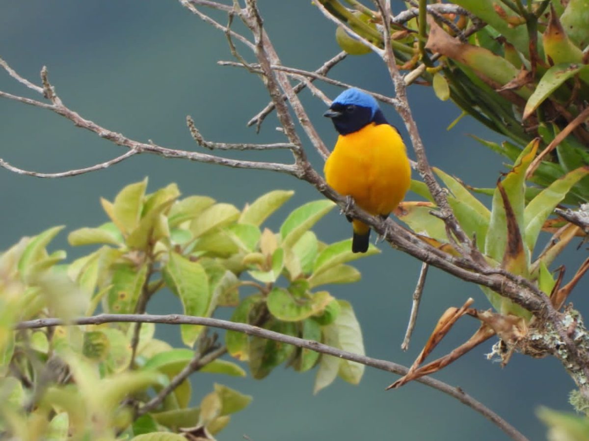 Con 296 especies, el Táchira se posiciona en el primer lugar como ...